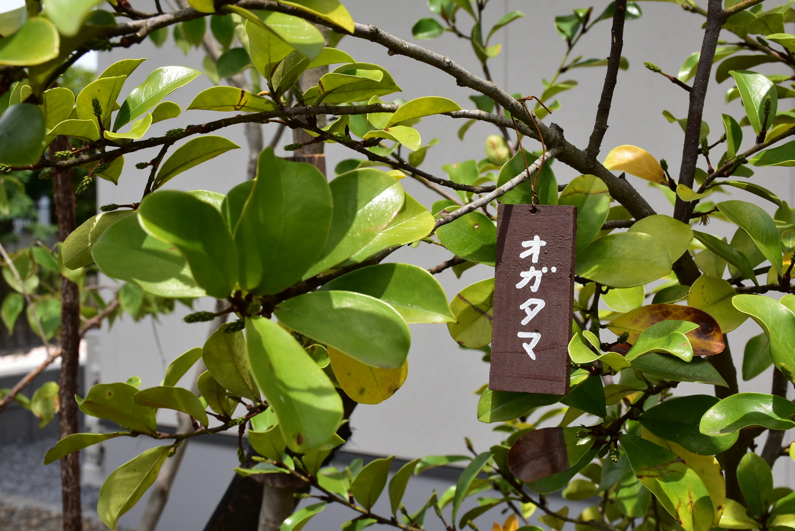 DSC_0590 | ㈱つばさ建築工房